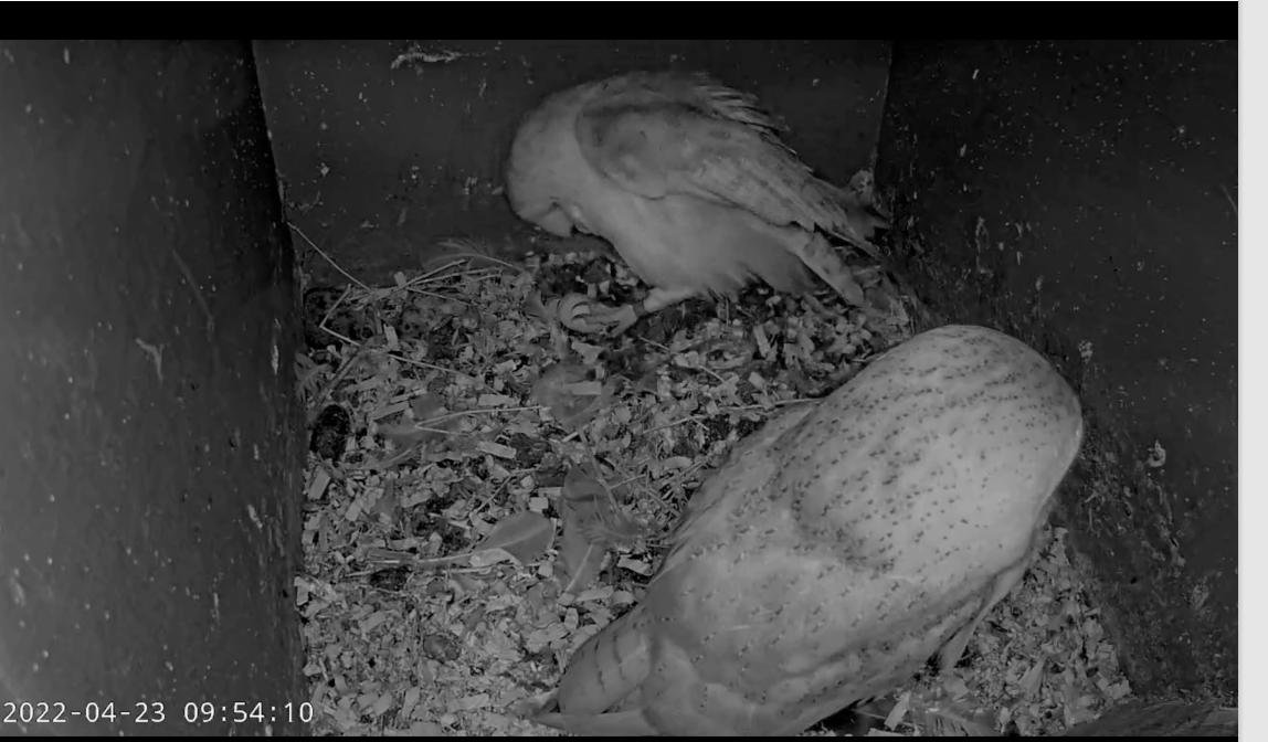 First Egg! - Len Pick Trust